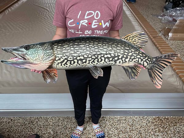 Northern Pike Replica (Alternative 2D Northern Pike Mount)
