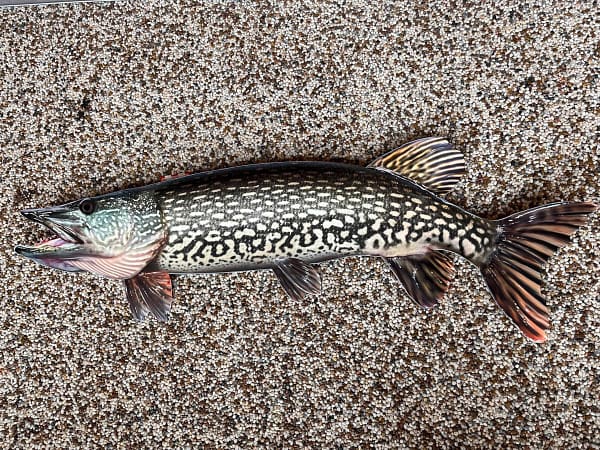Northern Pike Replica (Alternative 2D Northern Pike Mount)