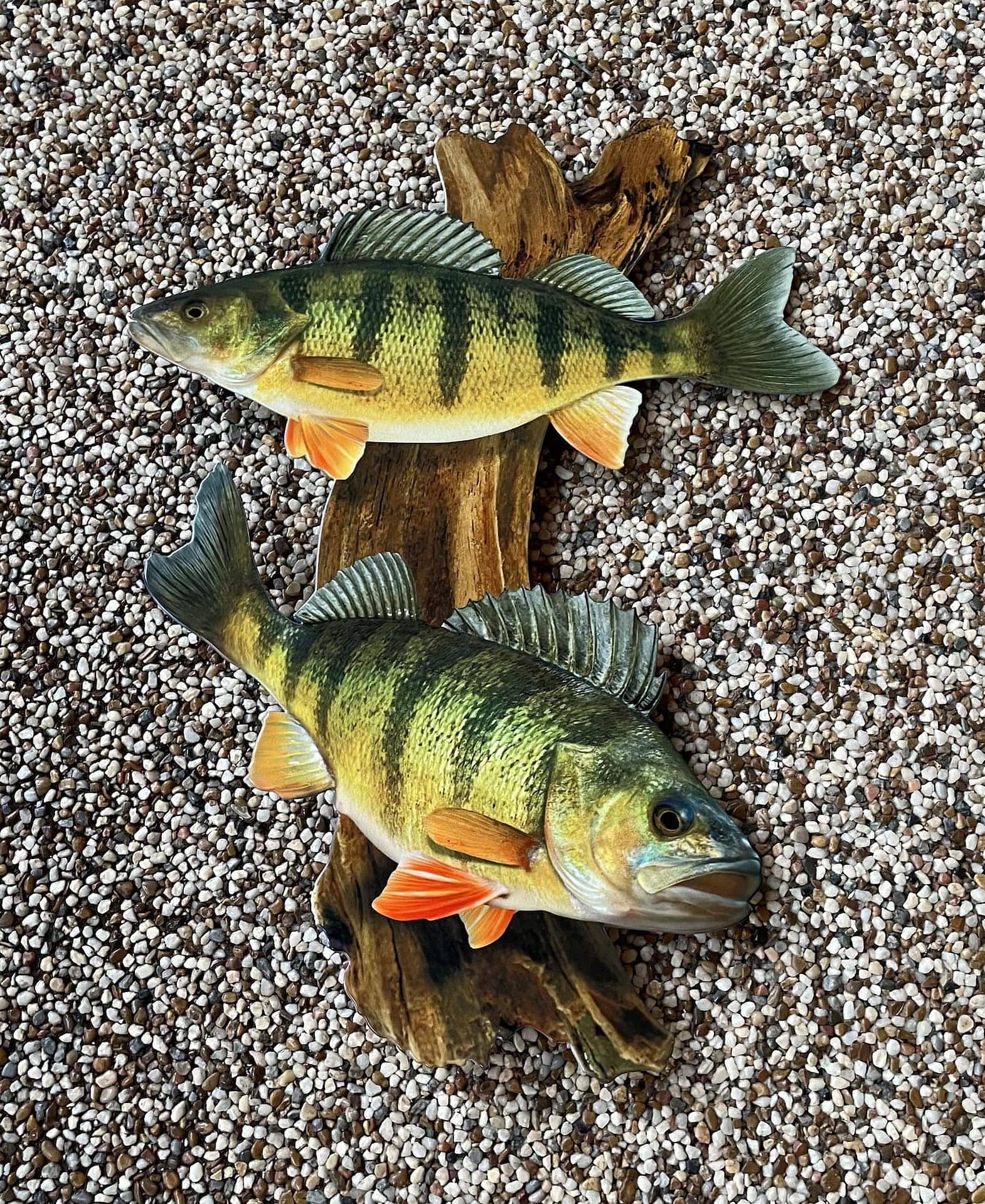 Perch Replica Driftwood Scene | Reelistic Replicas